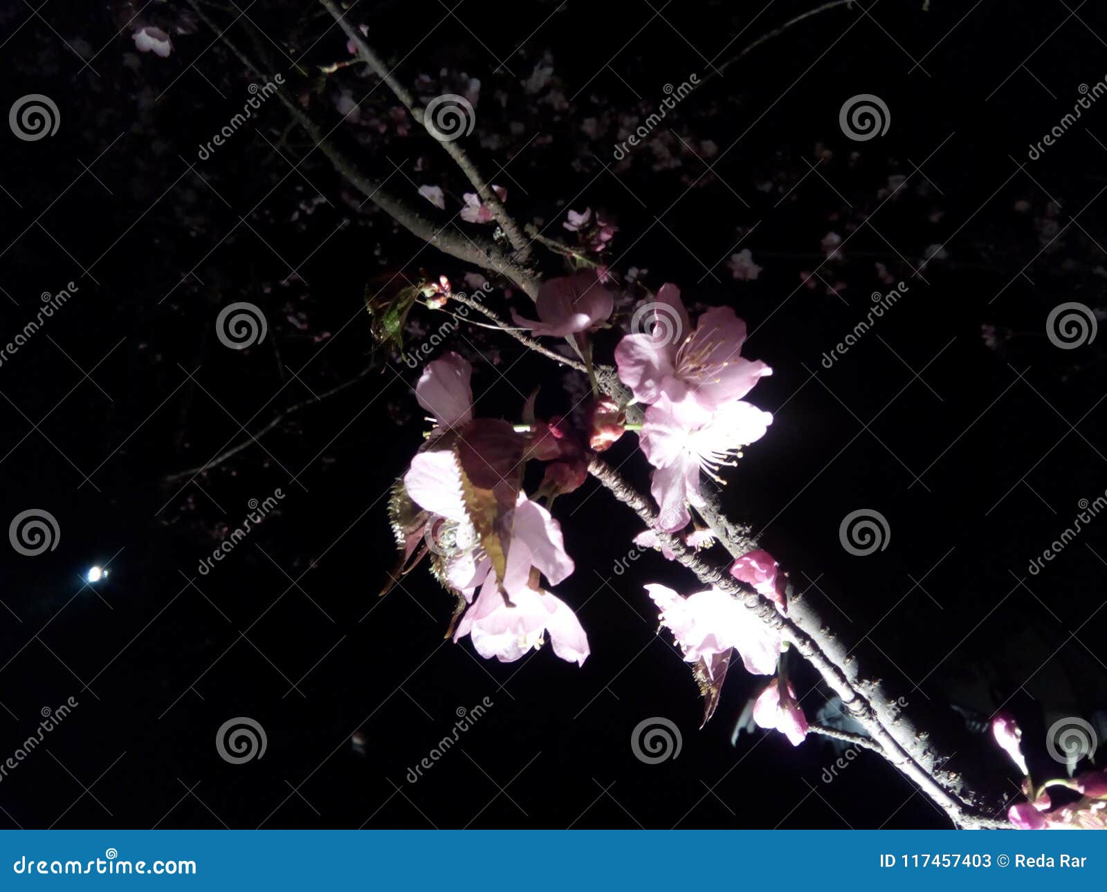 Sakura stock image. Image of sakura, japanese, tree - 117457403