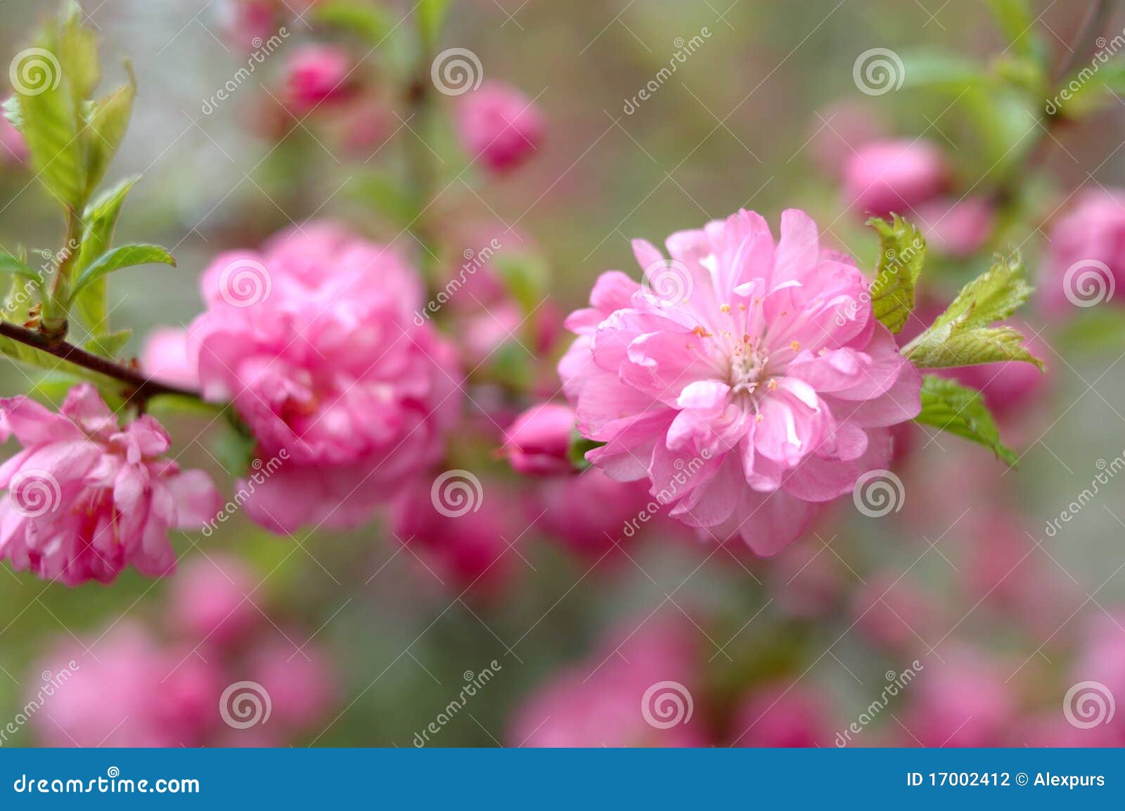 Sakura (japanischer Kirschbaum) in Der Blütenzeit. Stockfoto - Bild von ...