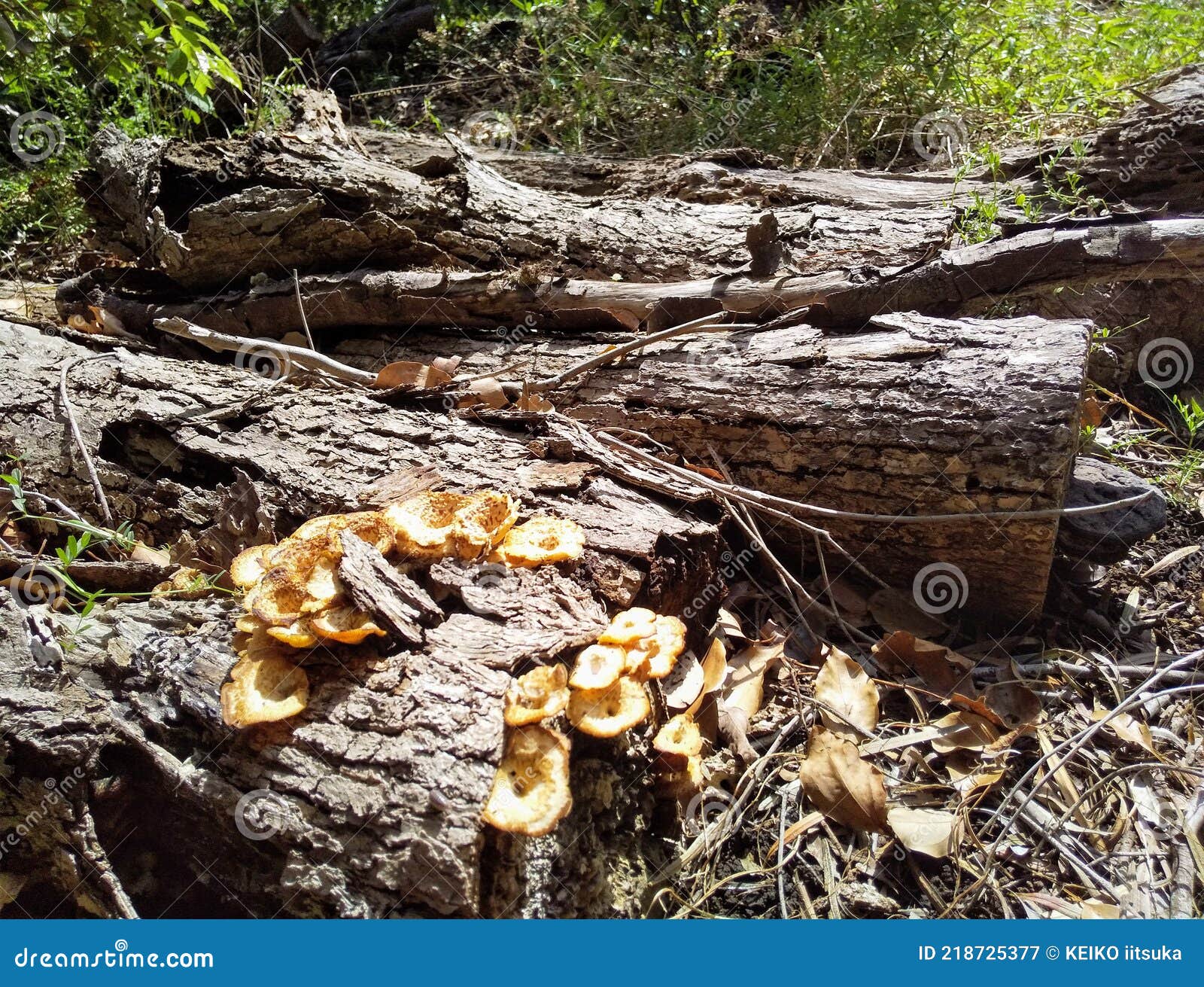 Kamisu Japan Stock Photos - Free & Royalty-Free Stock Photos from ...