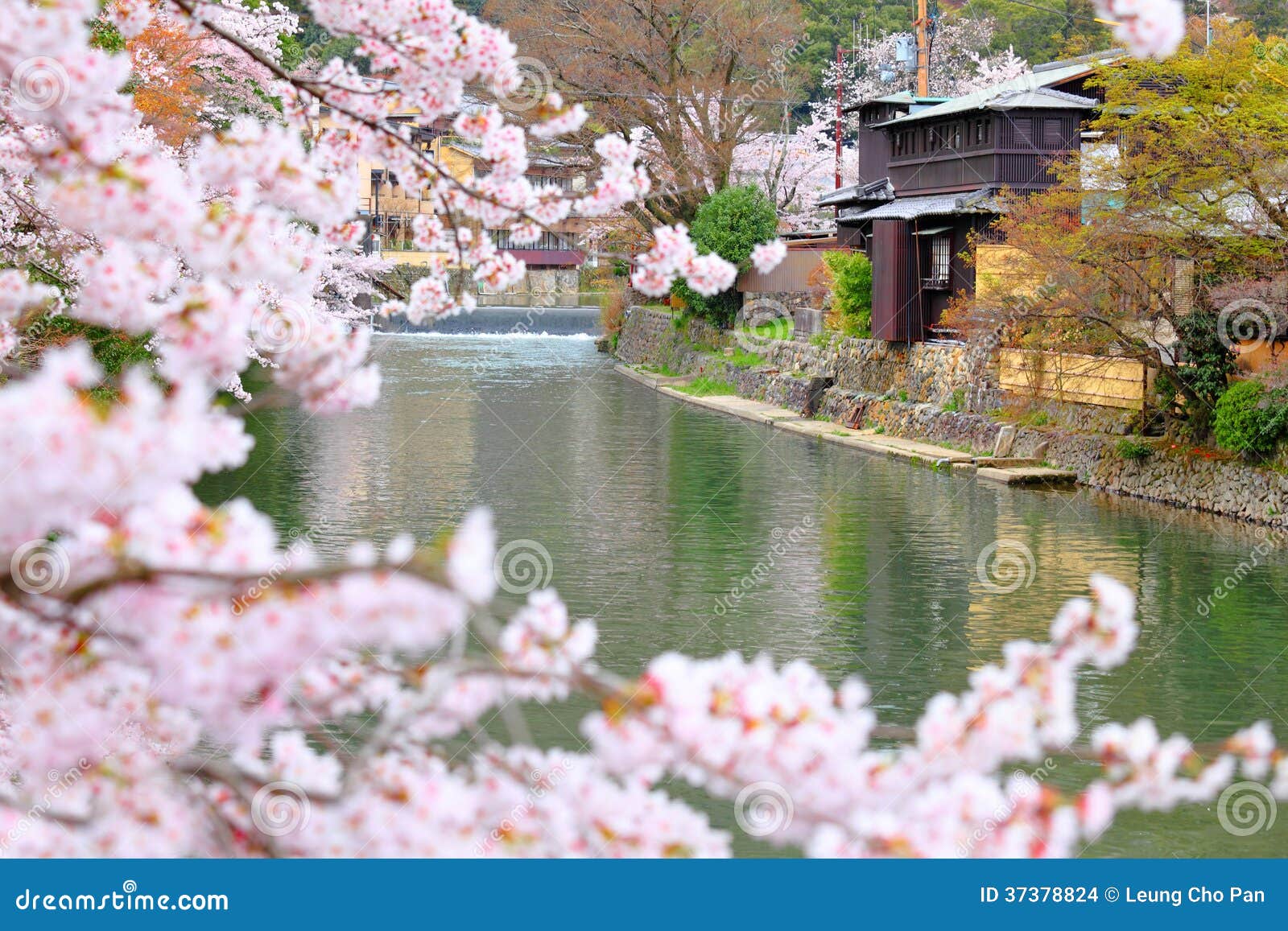 Sakura in kyoto stock photo. Image of sakura, young, floral - 37378824