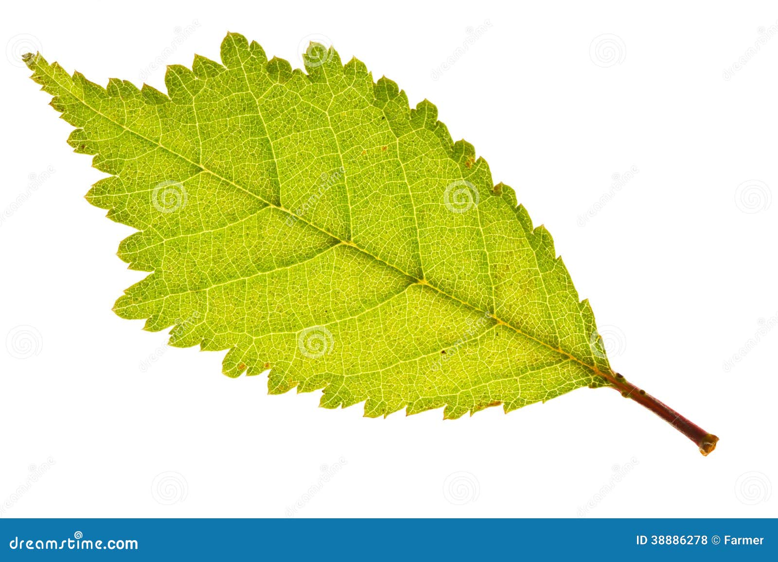 Sakura leaf stock photo. Image of herbarium, healthy - 38886278