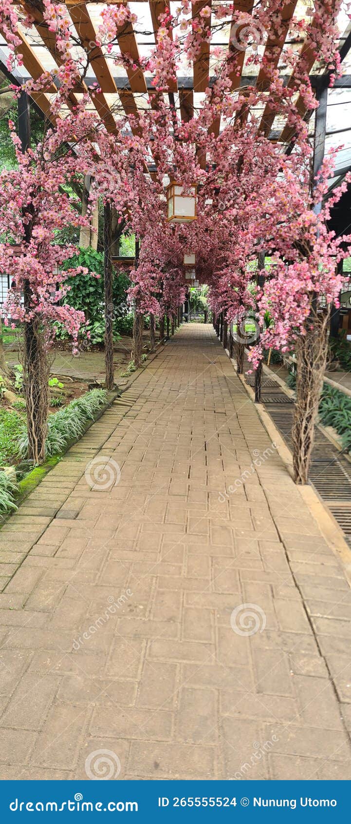 Sakura Looks Alike in Bogor West Java Editorial Stock Image - Image of ...