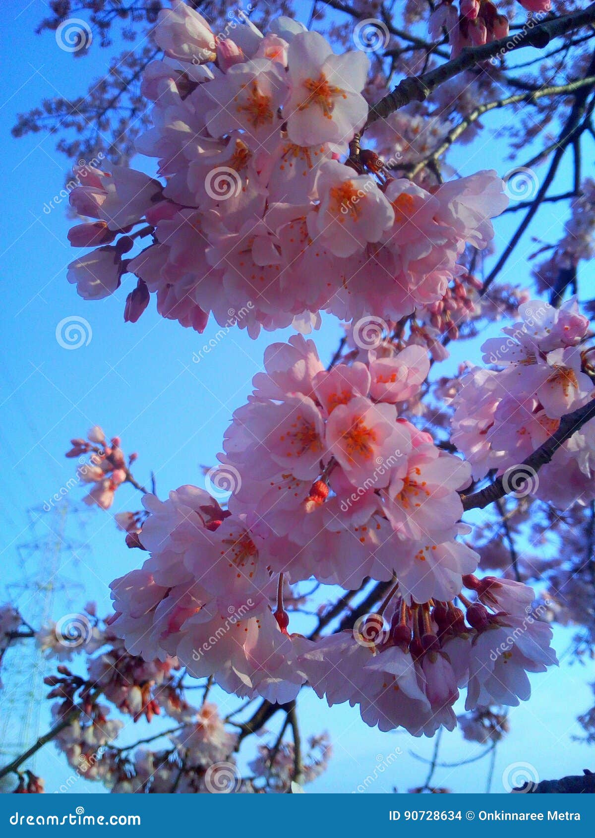 Sakura love stock photo. Image of pink, time, blue, sakura - 90728634