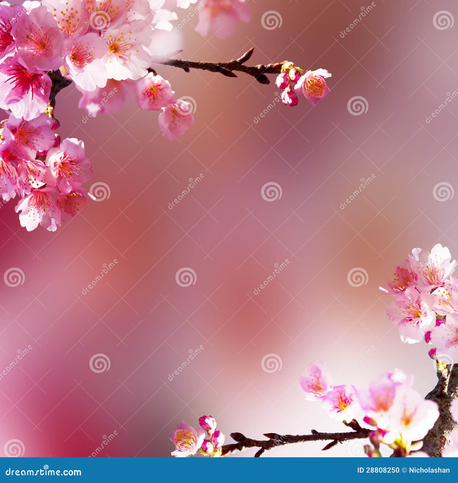 1,271 Nice Sakura Background Stock Photos - Free & Royalty-Free Stock ...