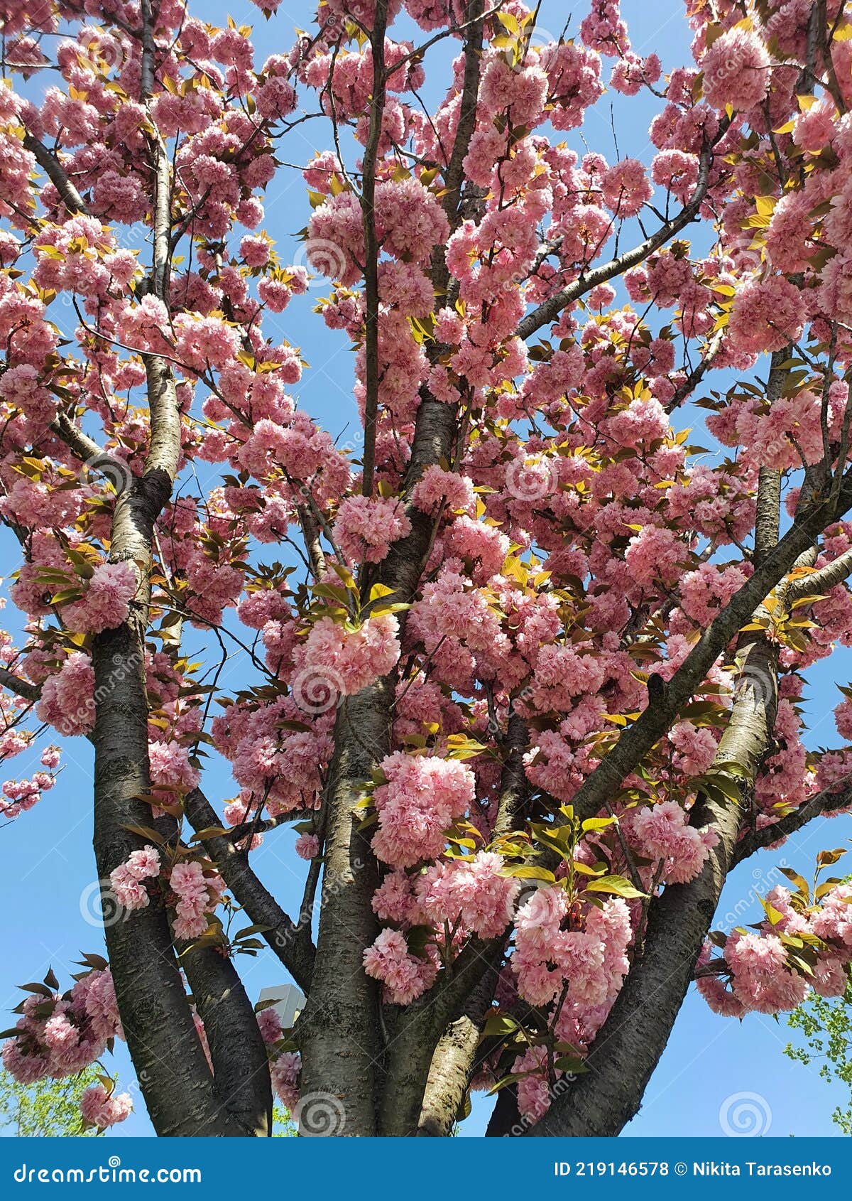Sakura in park stock photo. Image of twig, spring, tree - 219146578
