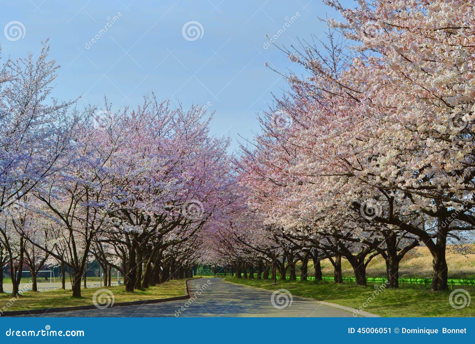 Sakura in the park #2 stock image. Image of sidewalk - 45006051