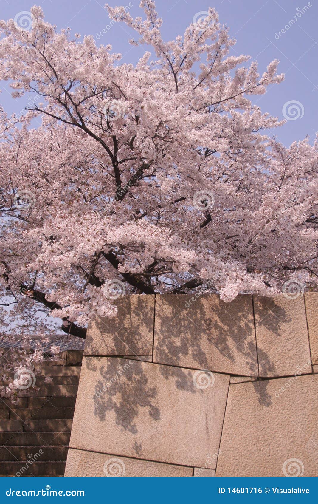 Sakura and part of stone stock photo. Image of stones - 14601716