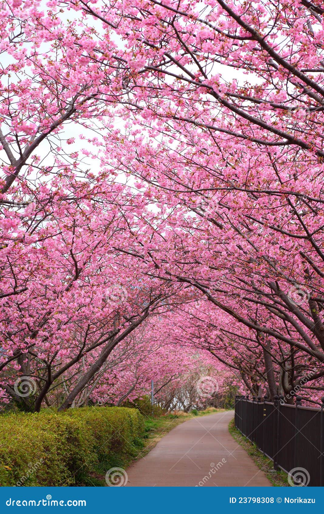 Sakura path stock photo. Image of natural, bloom, blooming - 23798308
