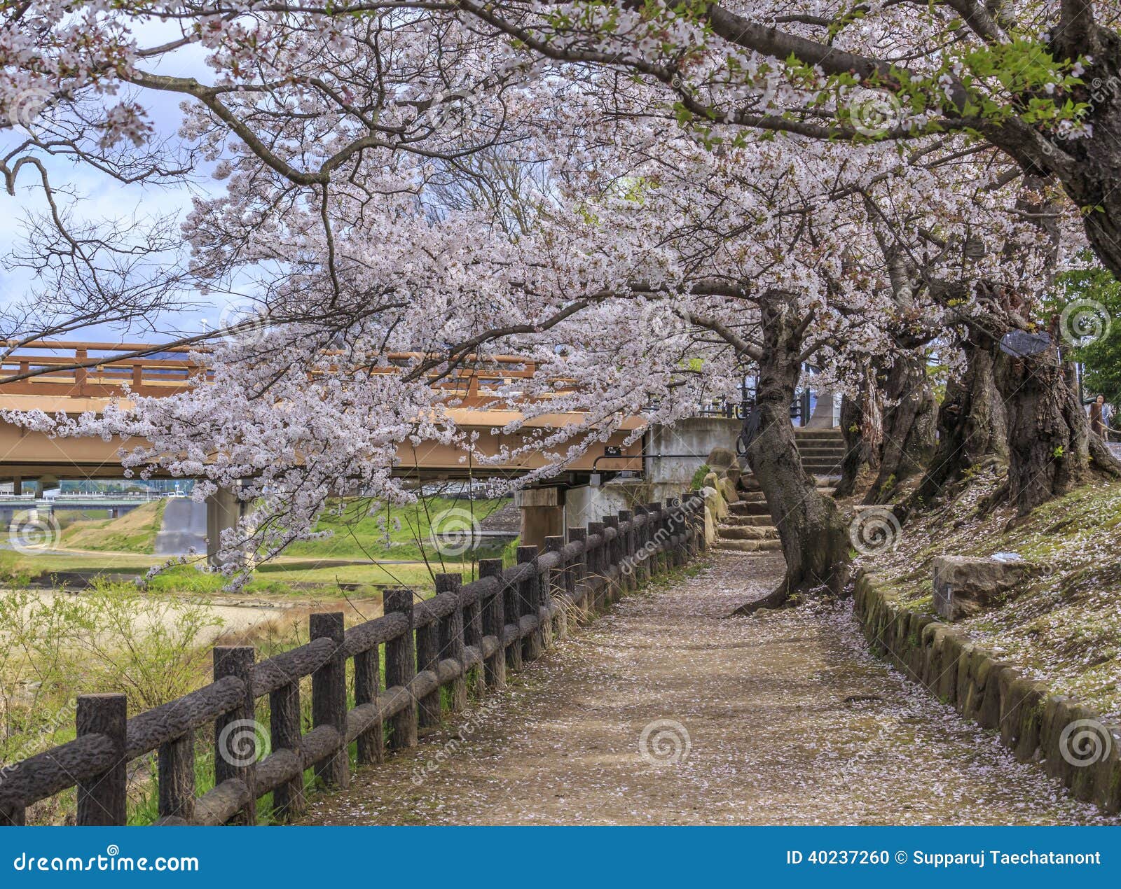 Sakura Path stock photo. Image of japan, travel, japanese - 40237260