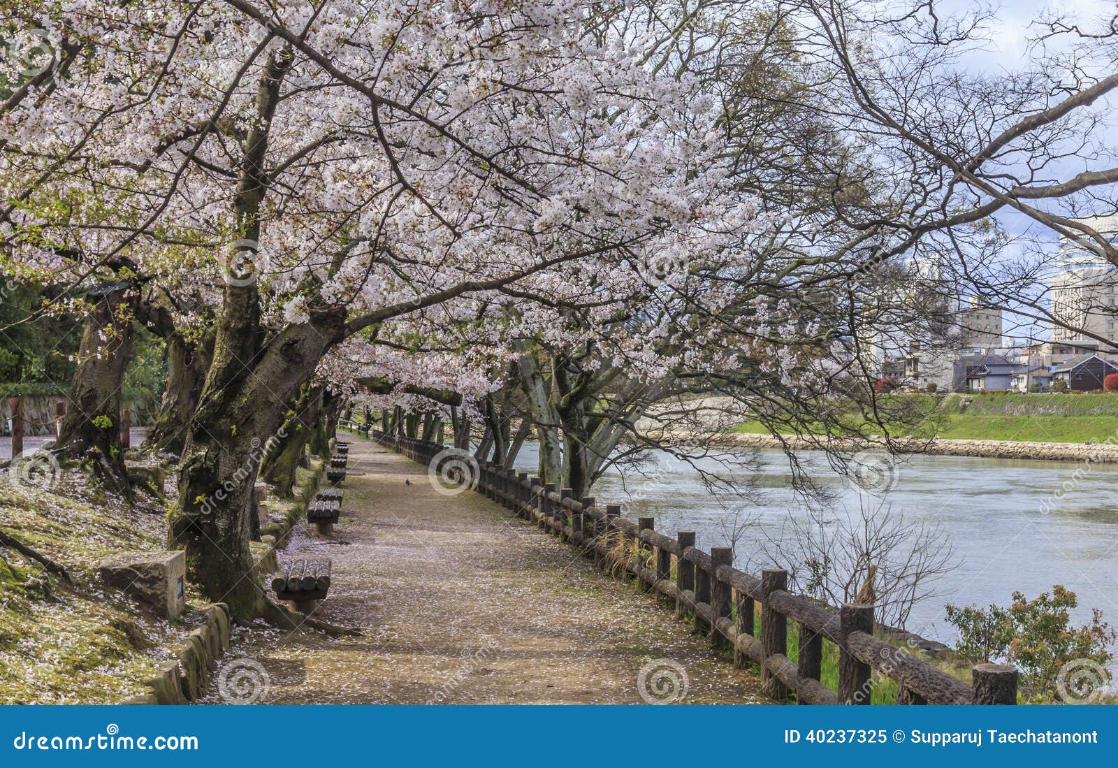 Sakura Path 2 stock image. Image of sakura, garden, lake - 40237325