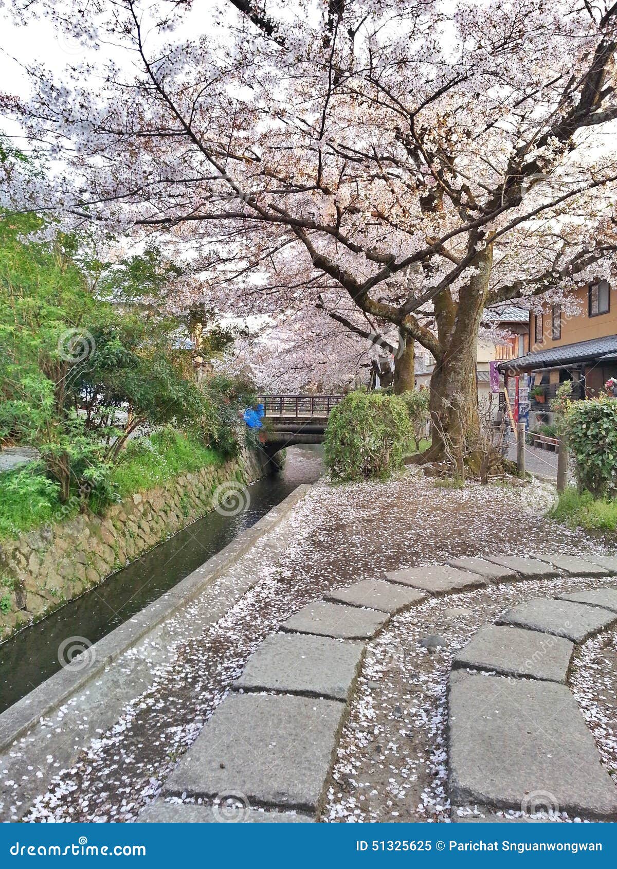 A Path With Sakura Trees Editorial Photo | CartoonDealer.com #174167165
