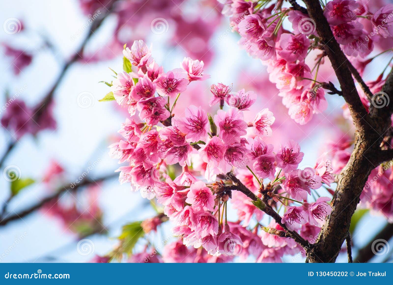 Sakura is pink color stock photo. Image of color, garden - 130450202