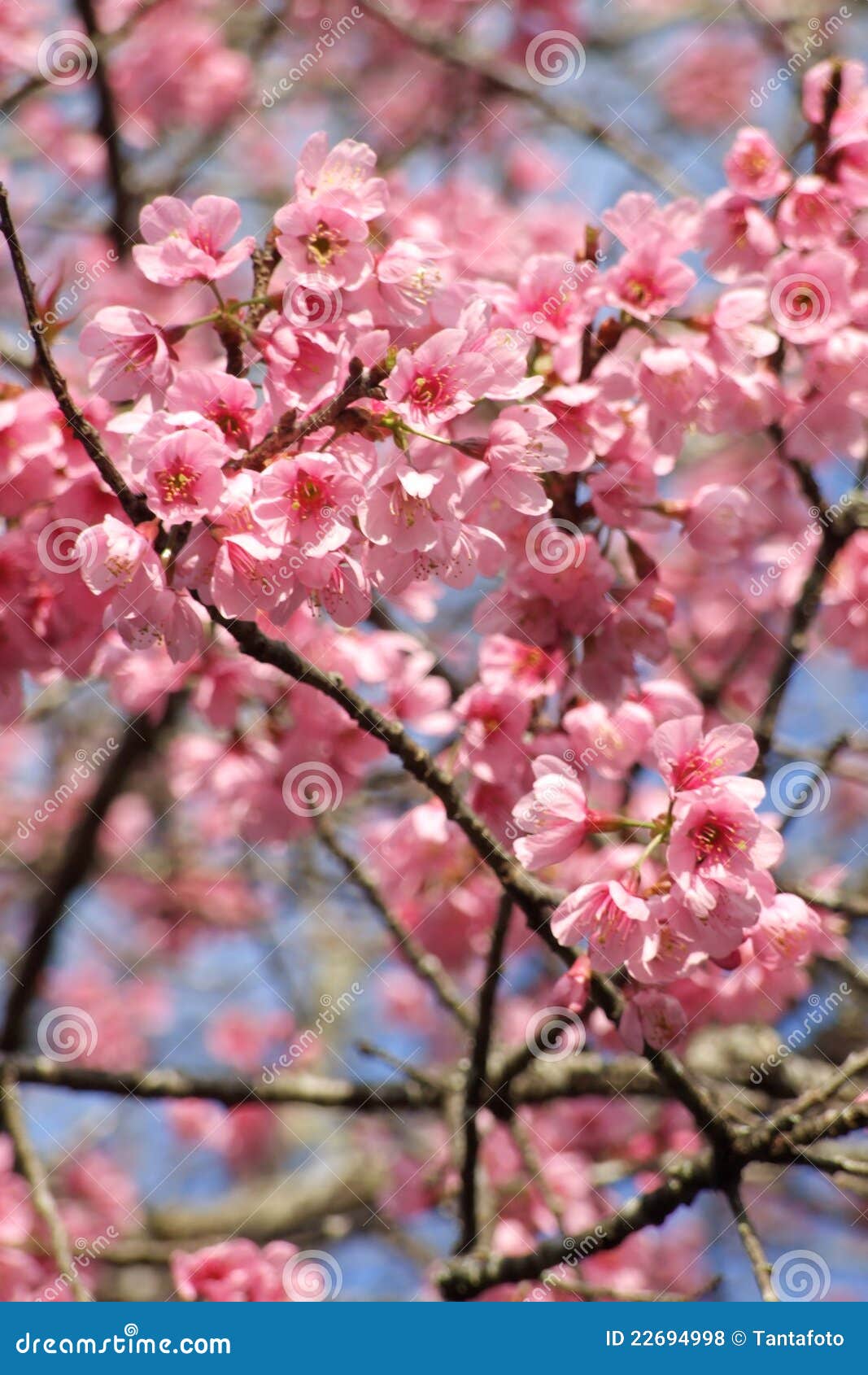 Sakura Pink Flowers Background Stock Photo | CartoonDealer.com #48966240