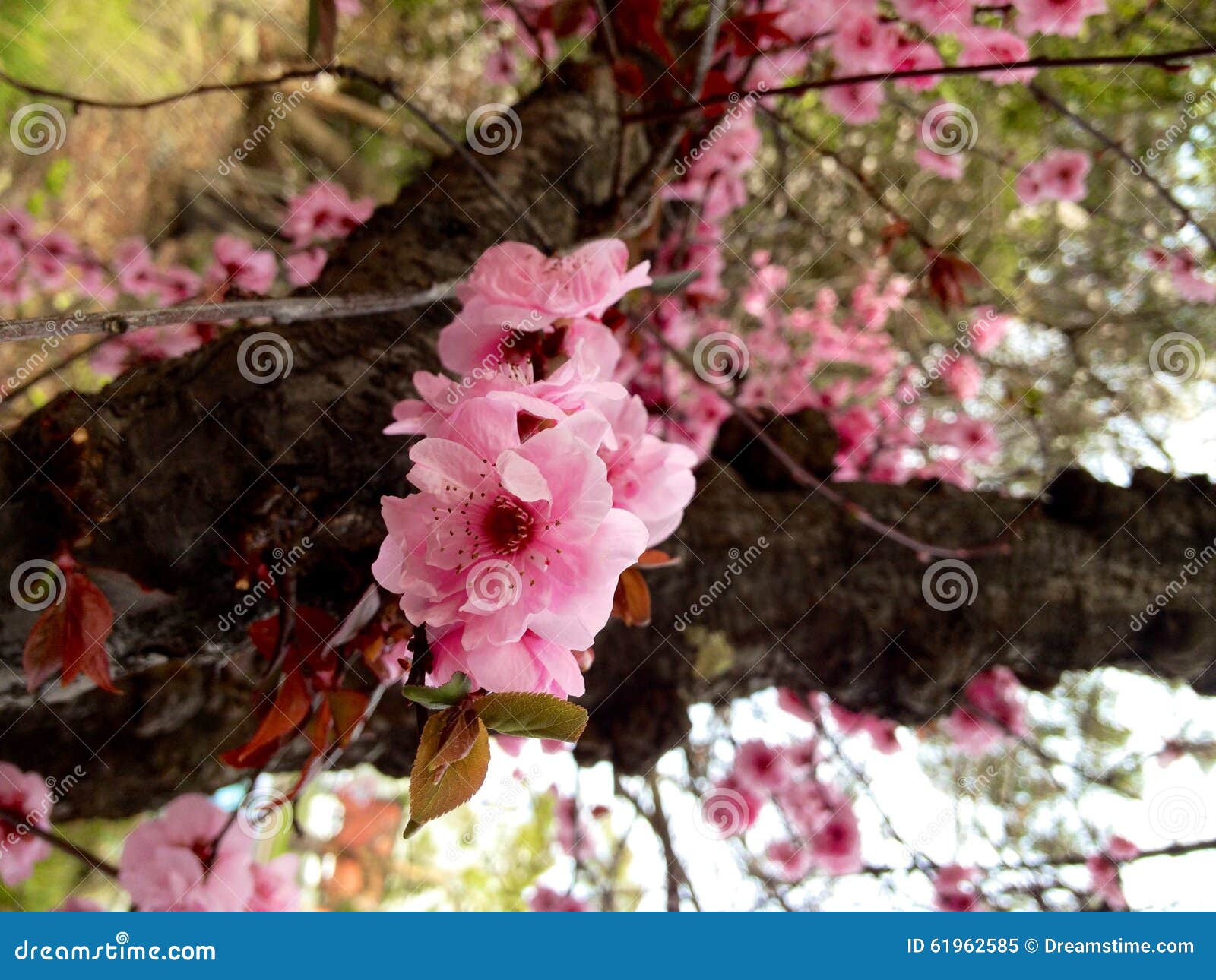 Sakura stock image. Image of pink, tree, pretty, sakura - 61962585