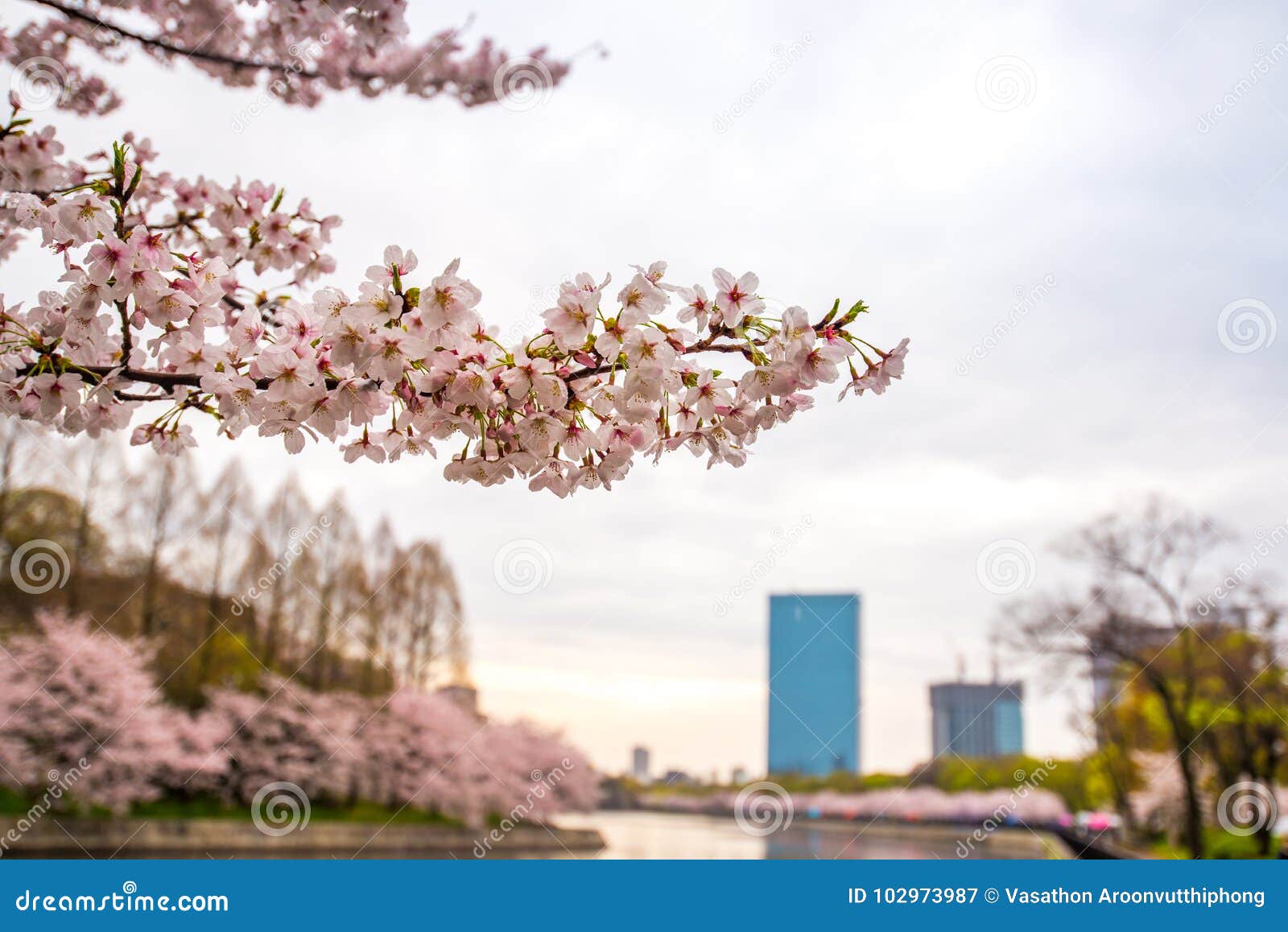 Sakura, Rama De Cherry Blossom Imagen de archivo - Imagen de belleza ...