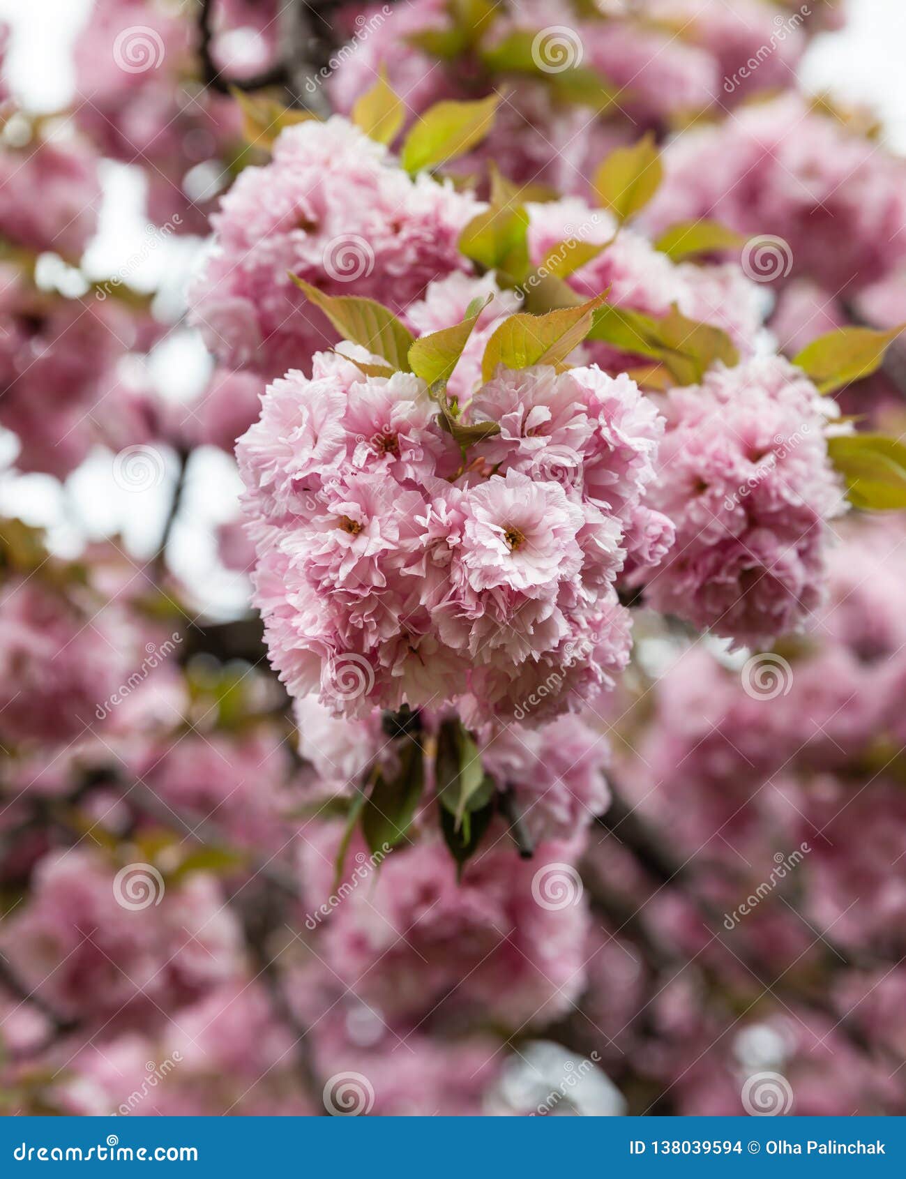 Sakura Rama De Cherry Blossom Foto de archivo - Imagen de primer ...
