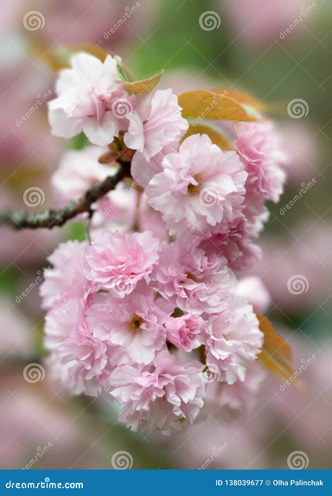 Sakura Rama De Cherry Blossom Imagen de archivo - Imagen de delicado ...