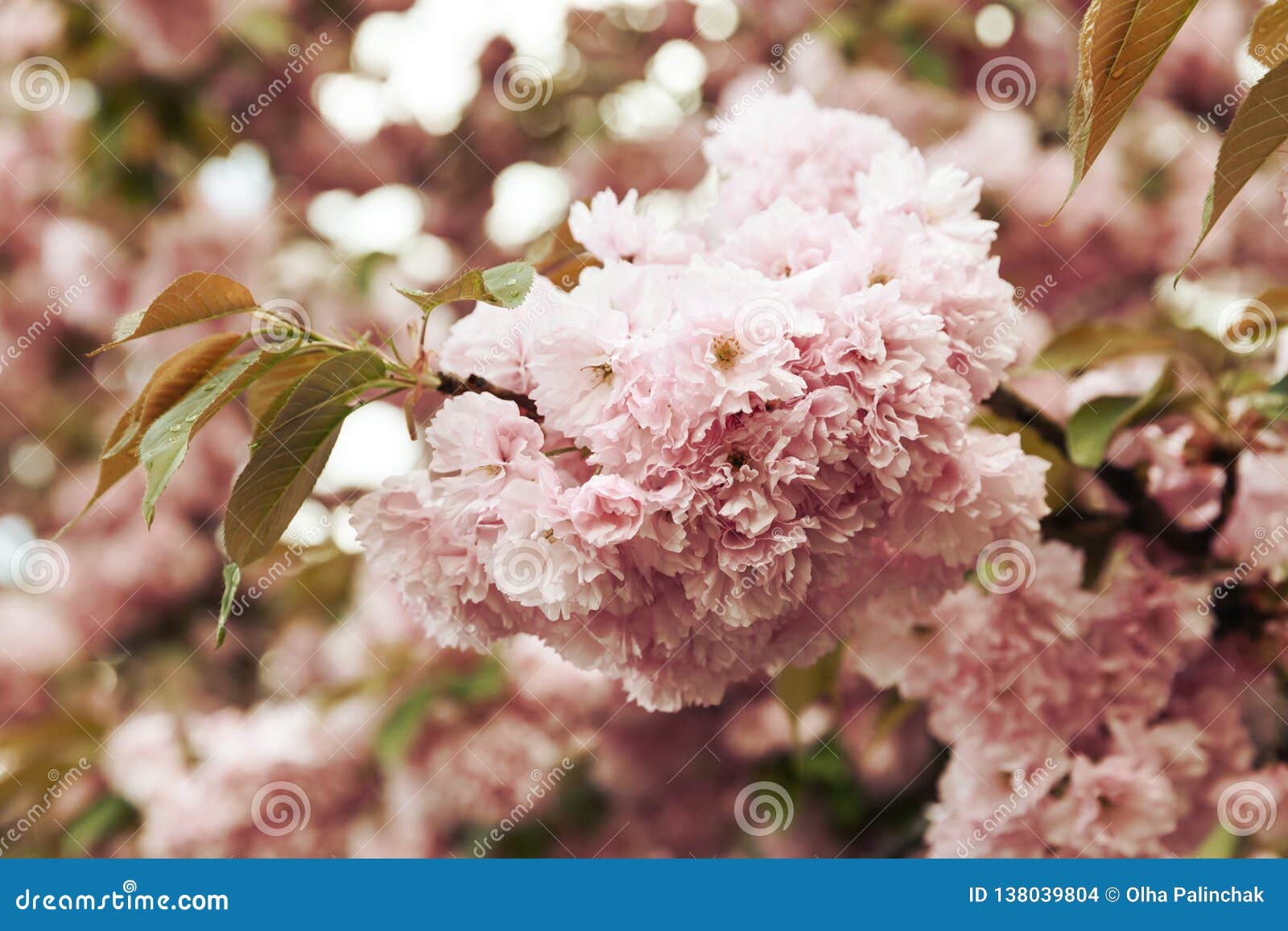 Sakura Rama De Cherry Blossom Foto de archivo - Imagen de flora ...