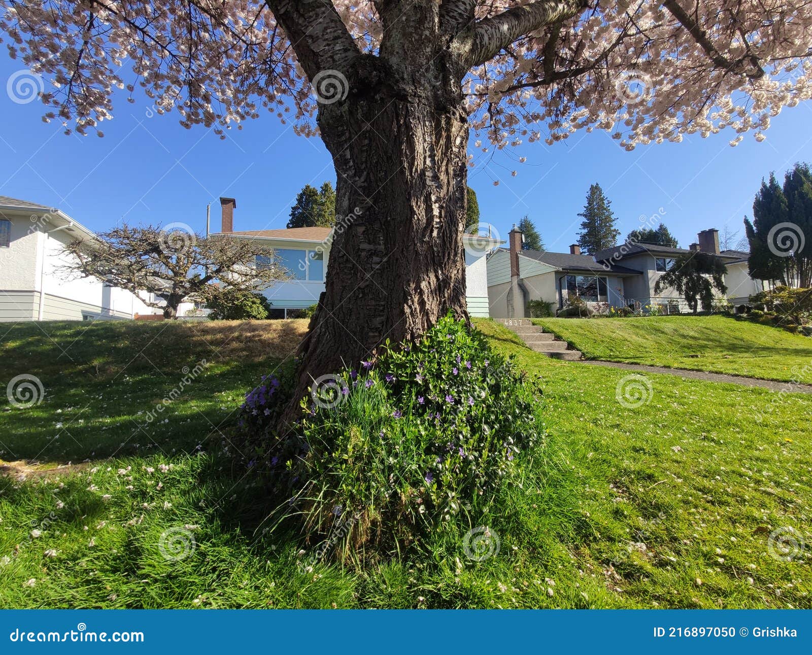 Sakura Roots in flovers stock photo. Image of beautiful - 216897050