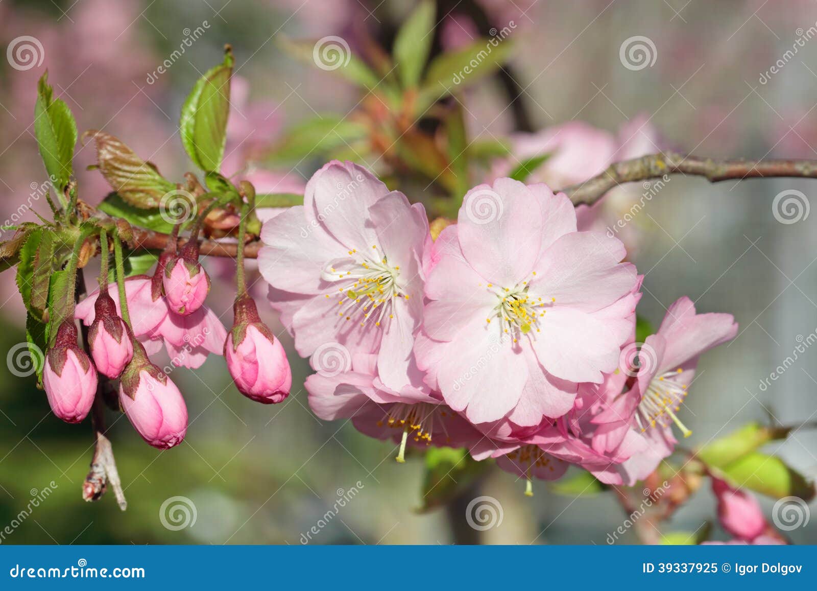 Sakura rose image stock. Image of durée, fleur, côte - 39337925