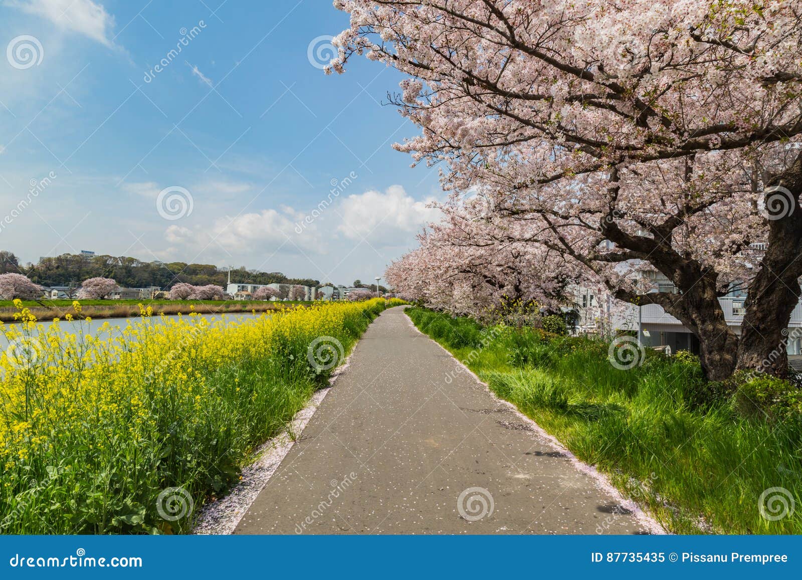 Sakura Side the Walkway and River Stock Image - Image of banquet, pink ...