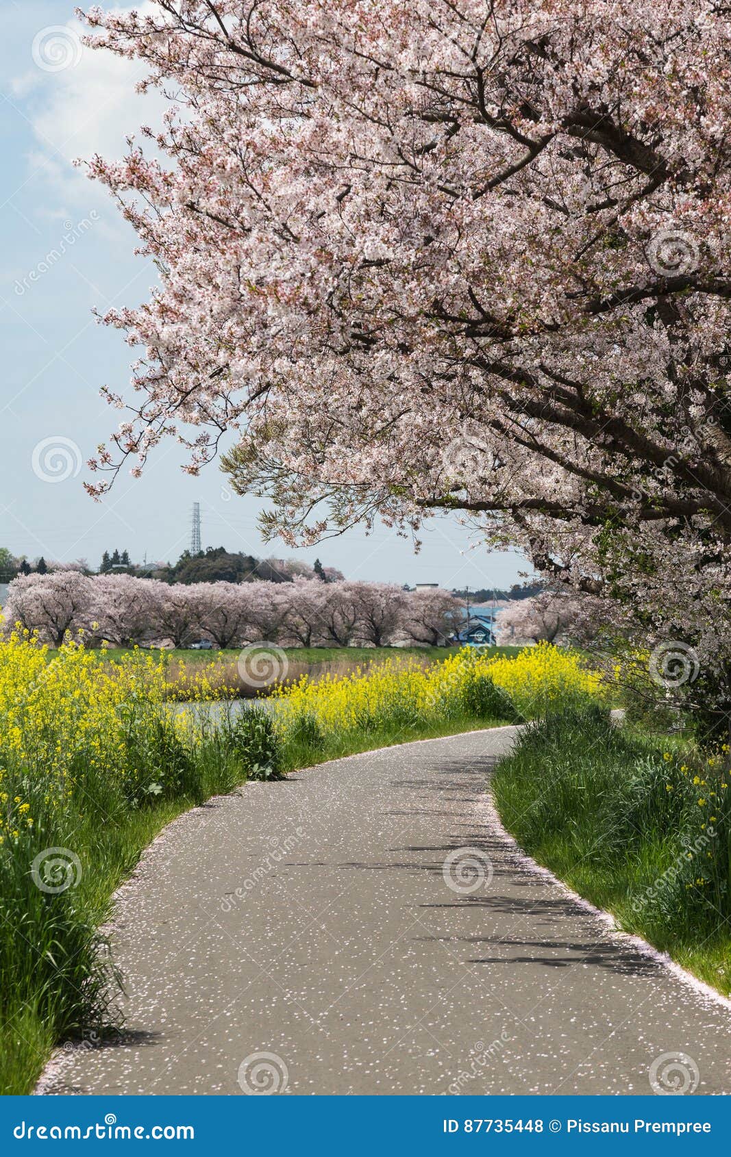 Sakura Side the Walkway and River Stock Photo - Image of natural ...