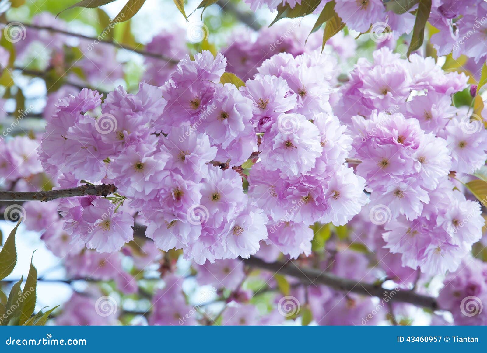 Sakura in spring stock image. Image of beautiful, bright - 43460957