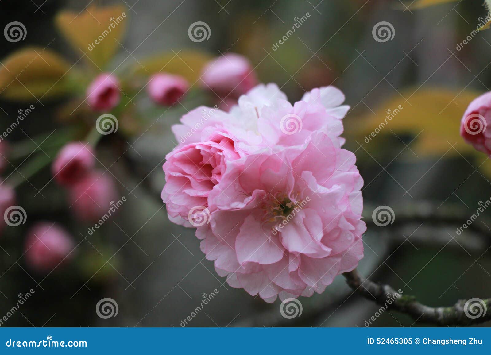 Sakura stock image. Image of branch, pink, china, blossom - 52465305