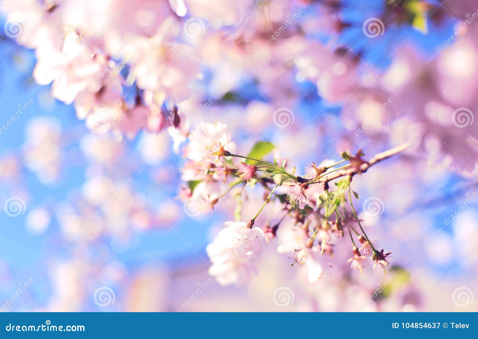 Sakura in Spring Greeting Card Stock Image - Image of card, nature ...