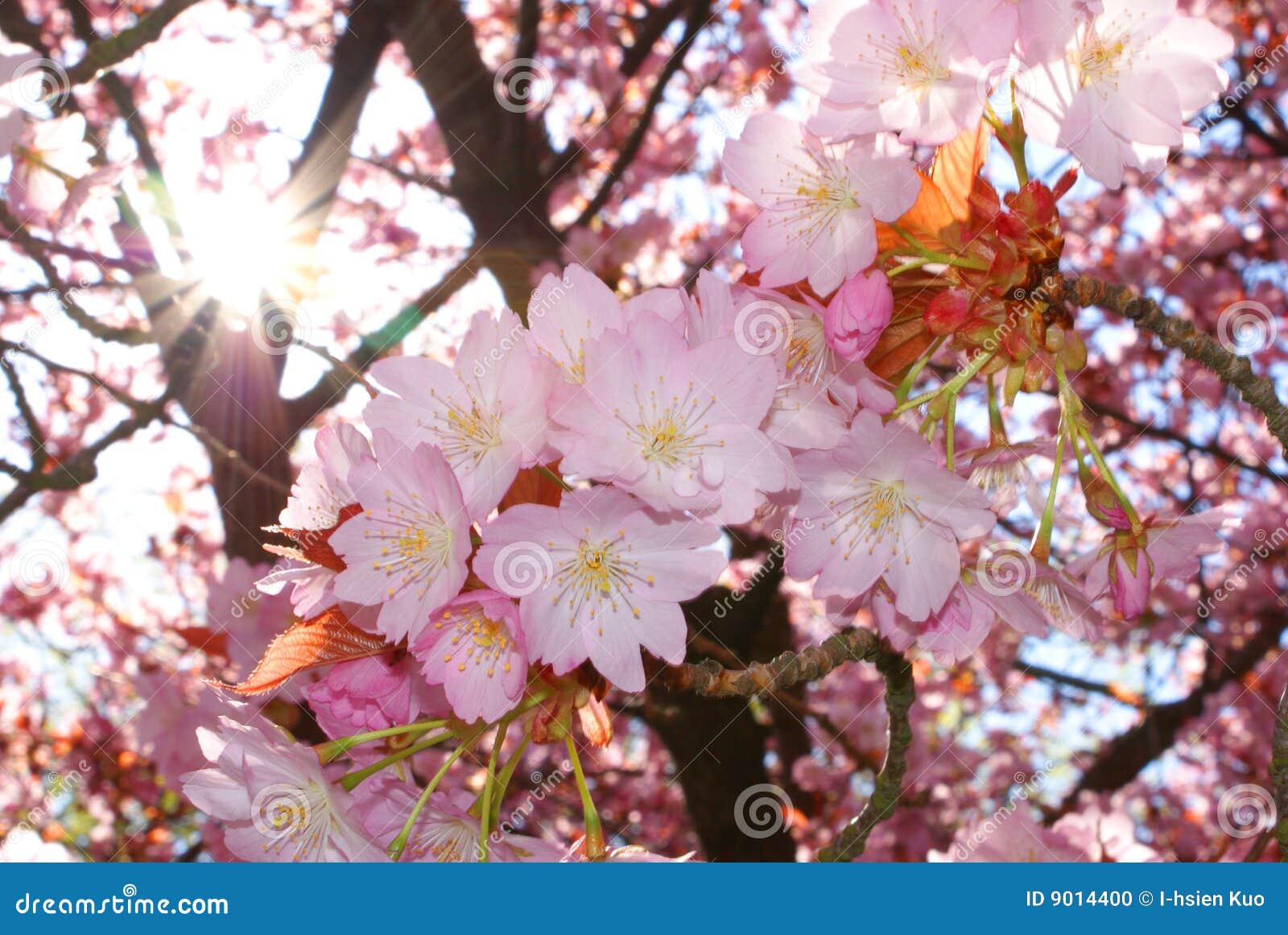 Sakura and sun stock photo. Image of season, peace, blossom - 9014400