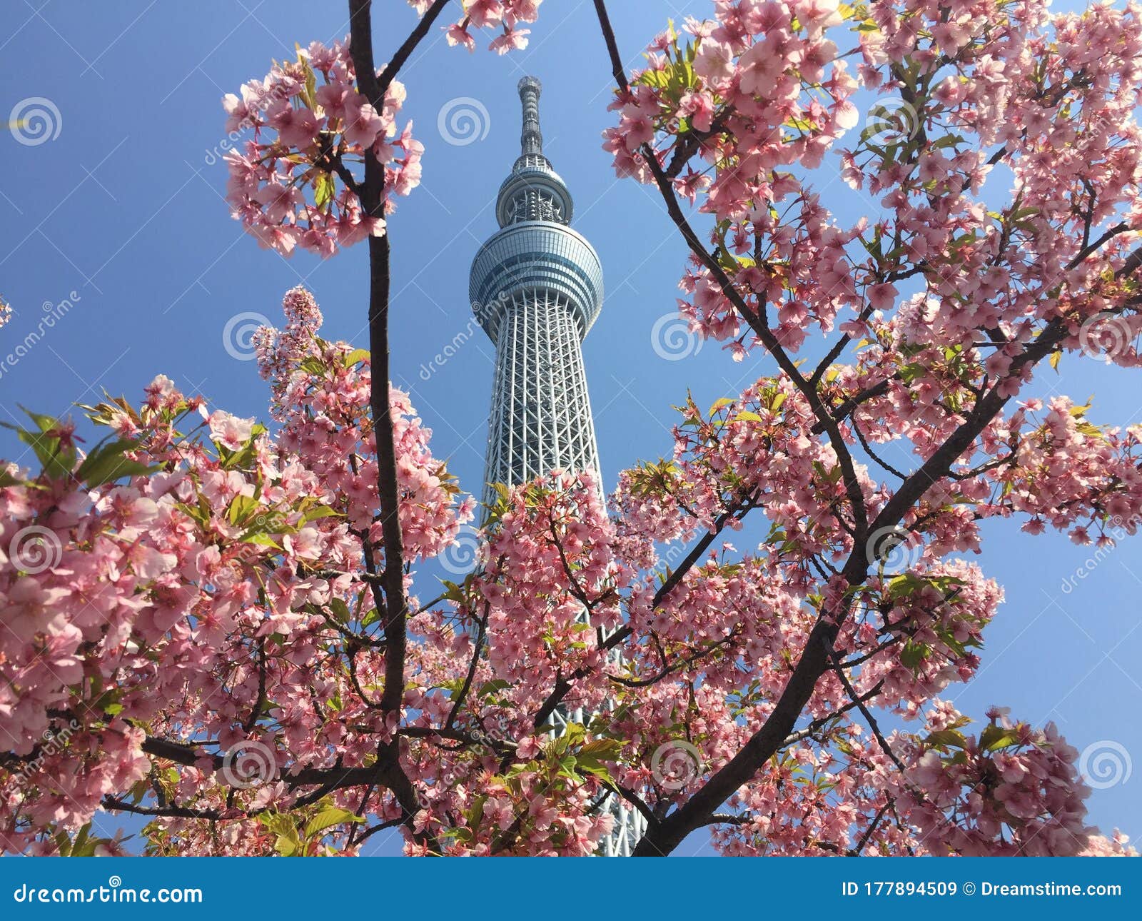 Tokyo Tower With Road Signs Editorial Photo | CartoonDealer.com #130097121