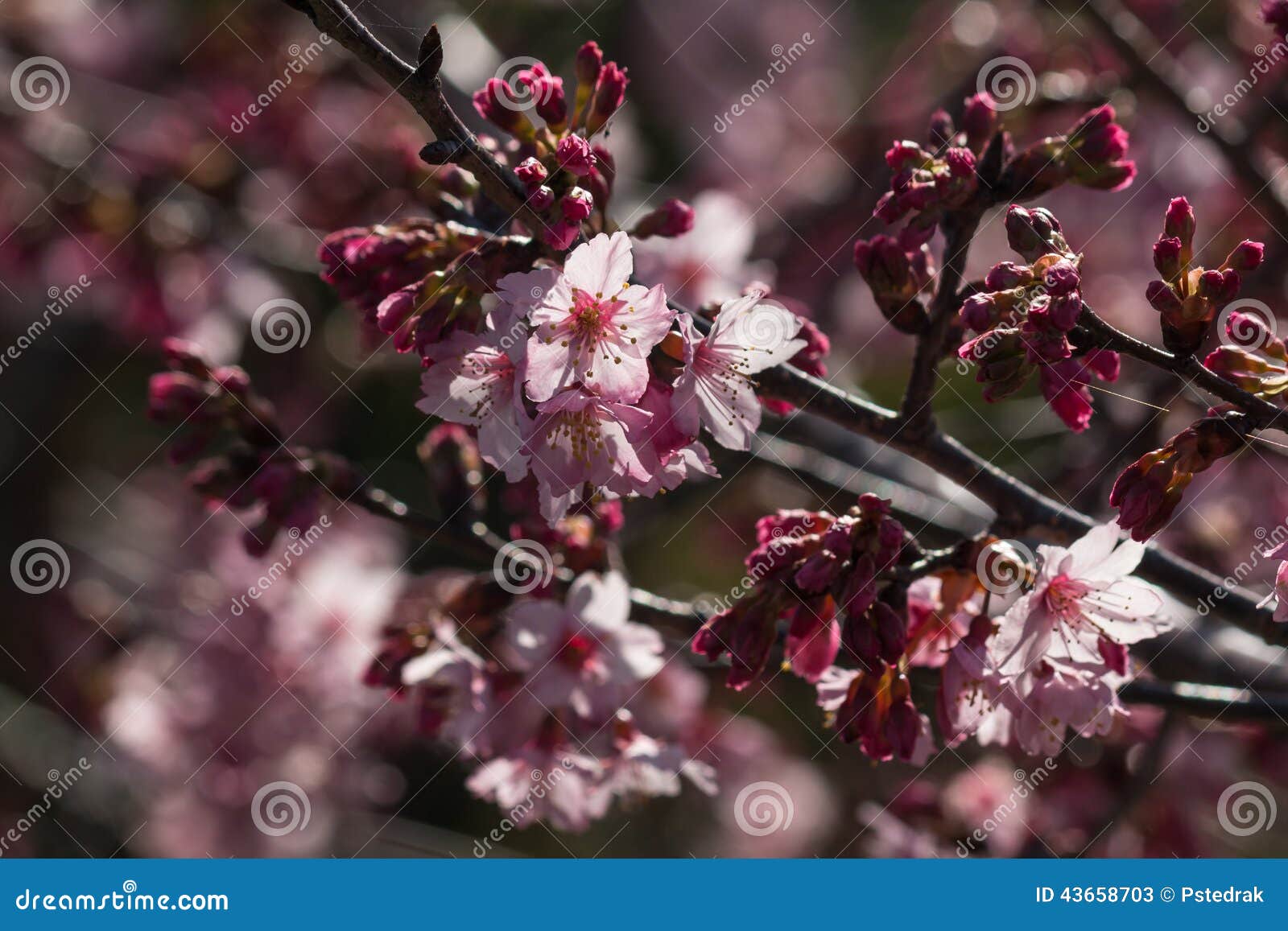 Sakura tree in bloom stock image. Image of sakura, translucent - 43658703