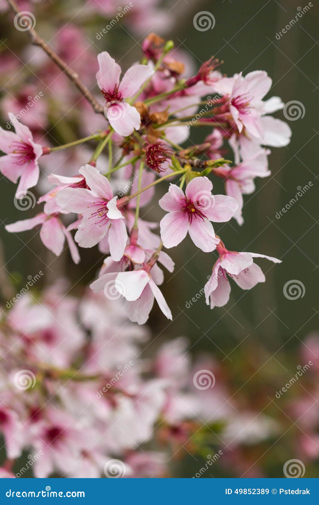 Sakura tree in bloom stock image. Image of beauty, fragrant - 49852389