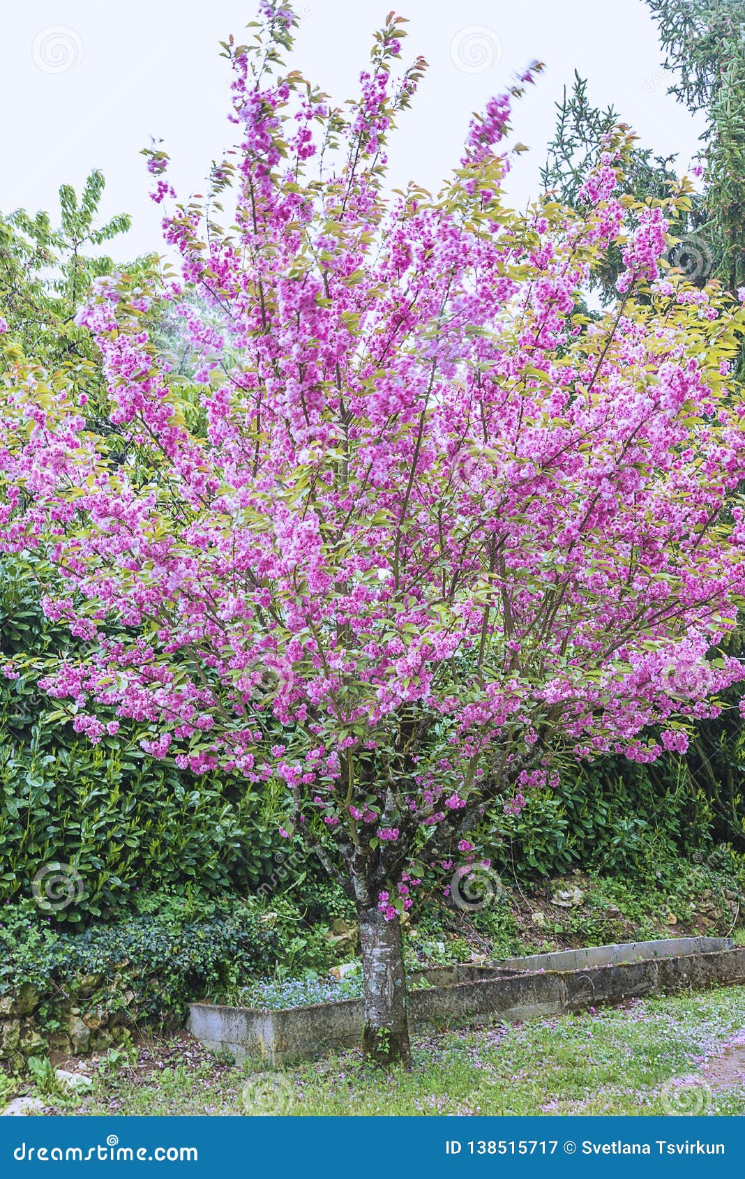 Beautiful Sakura Tree in Bloom Stock Image - Image of park, purple ...