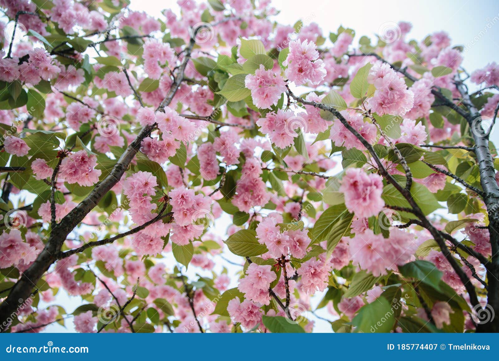 Sakura Tree in Blossom. Blue Sky on Background Stock Image - Image of ...