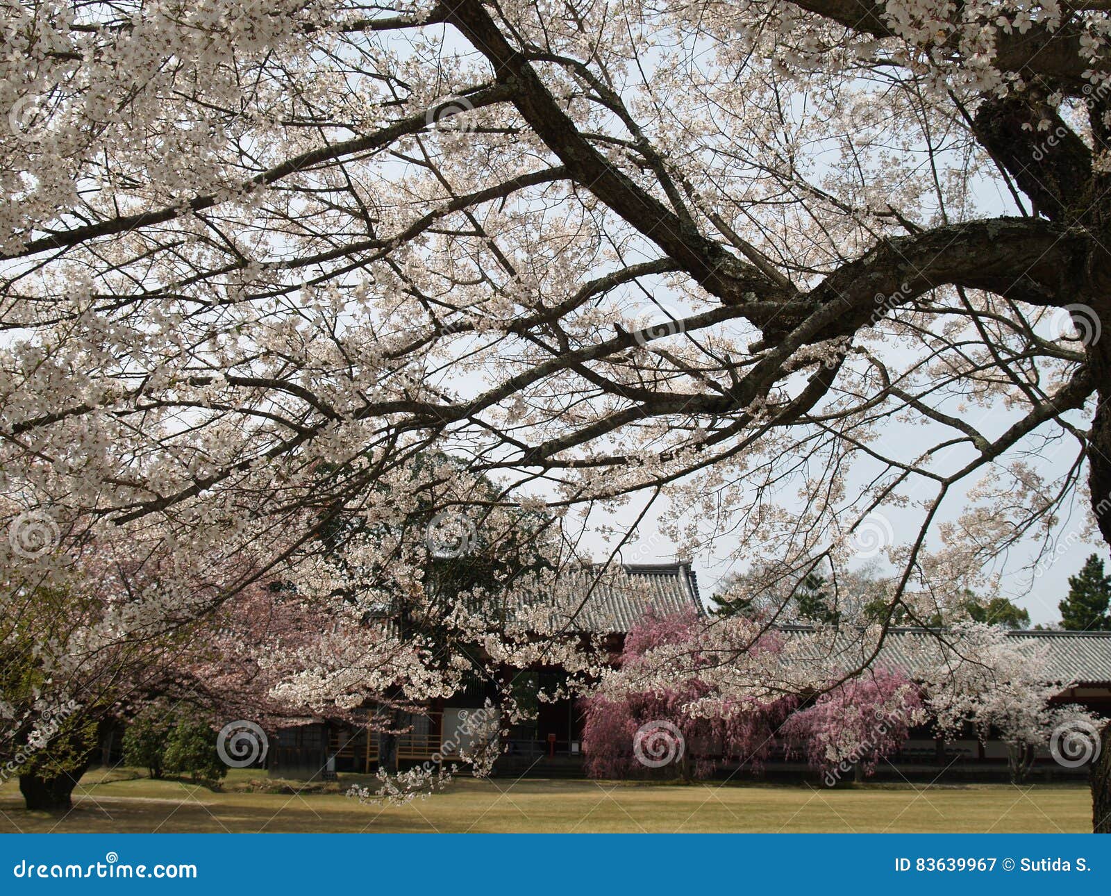 Sakura tree stock image. Image of temple, flower, blossom - 83639967