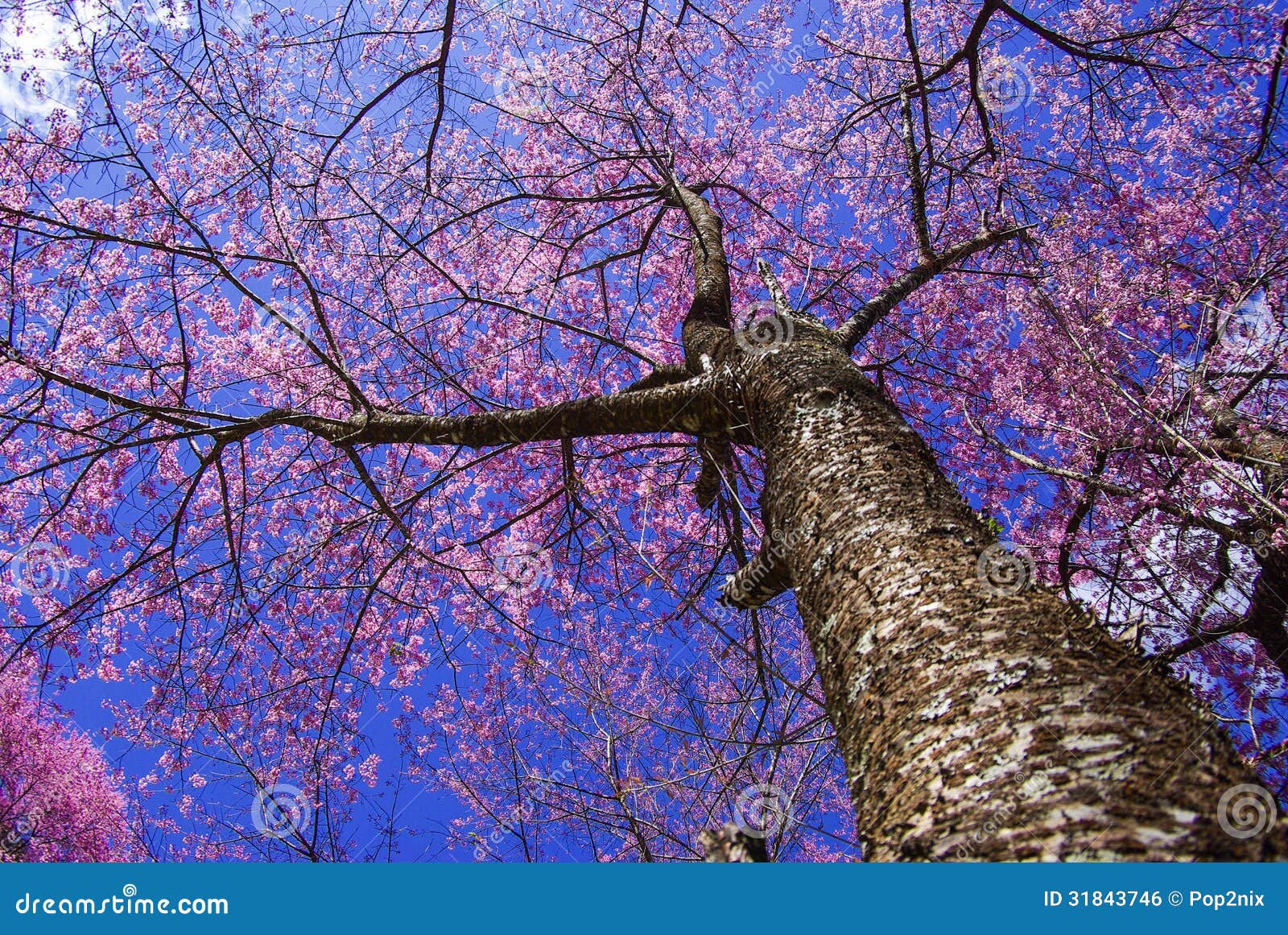 Sakura tree on blue sky stock photo. Image of april, japanese - 31843746