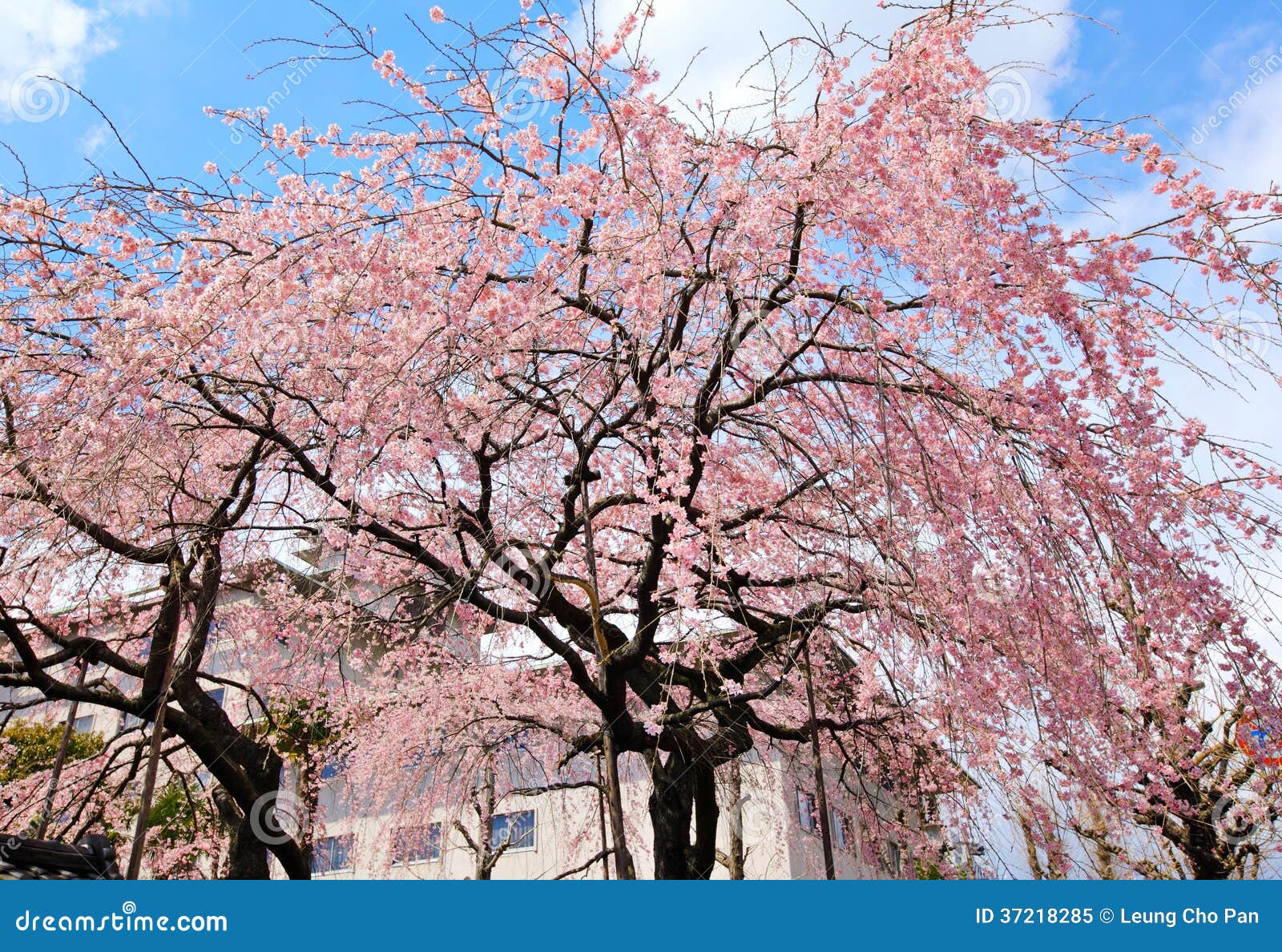 Sakura tree stock image. Image of japan, garden, bloom - 37218285