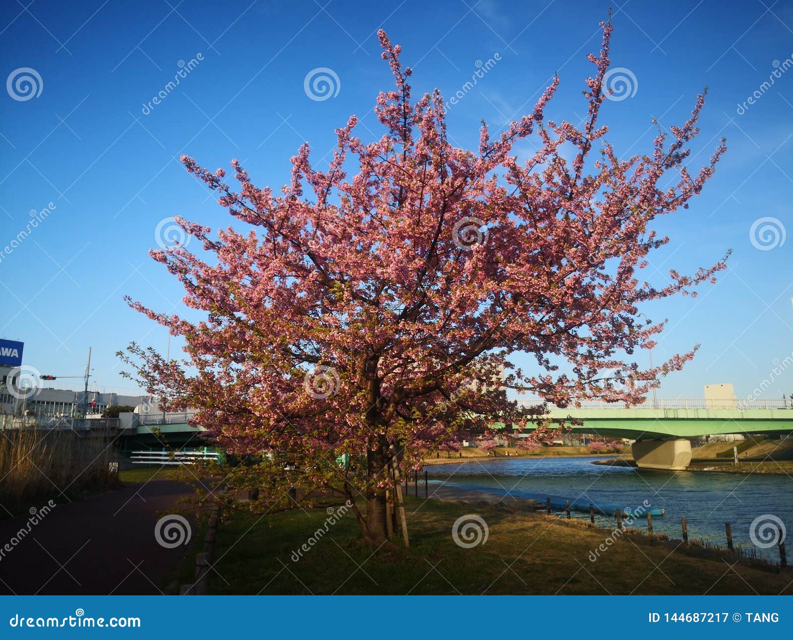Sakura Tree stock image. Image of weather, tree, davsoftsakura - 144687217