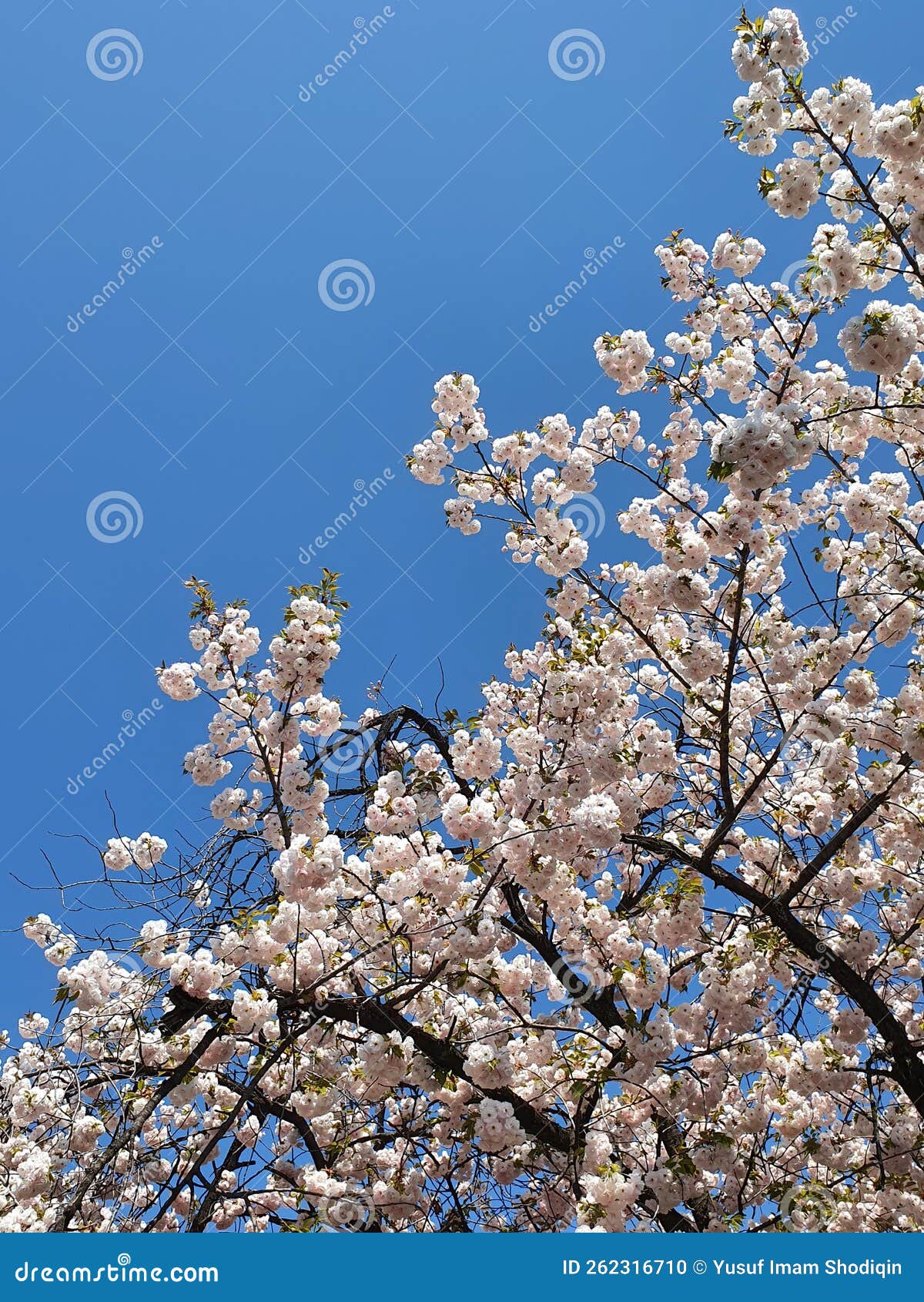 Sakura Tree in the Early Summer Stock Photo - Image of produce, branch ...