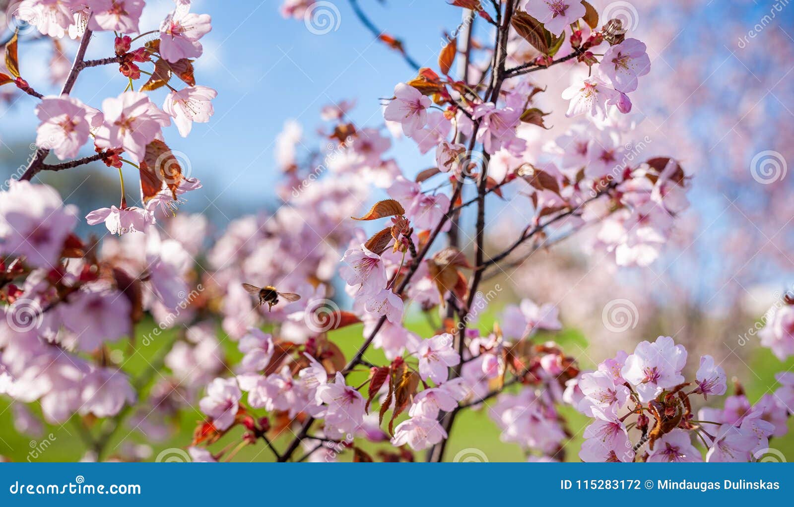 Sakura Tree and Flying Bee. Beautiful Sakura Garden in Lithuania Stock ...