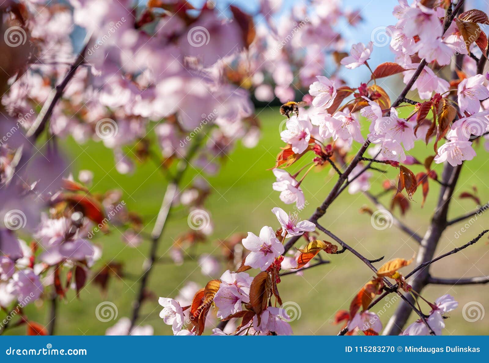 Sakura Tree and Flying Bee. Beautiful Sakura Garden in Lithuania Stock ...
