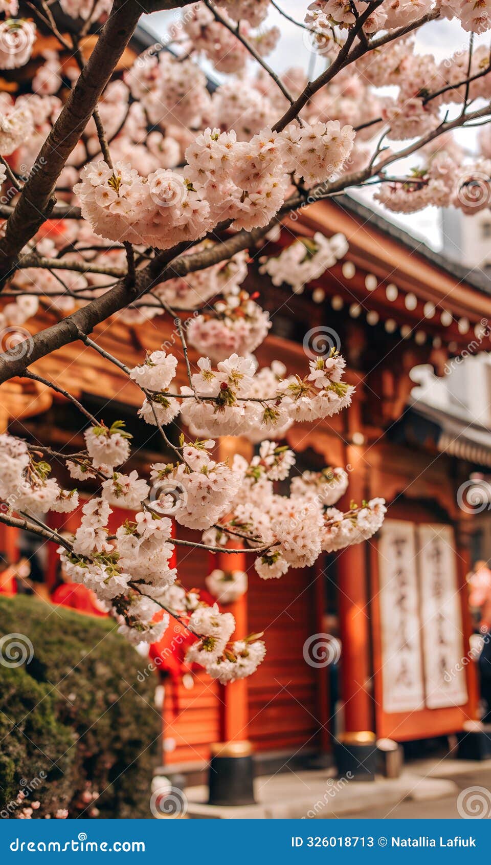 Sakura Tree in Full Bloom in Front of Traditional Asian Buildings Stock ...