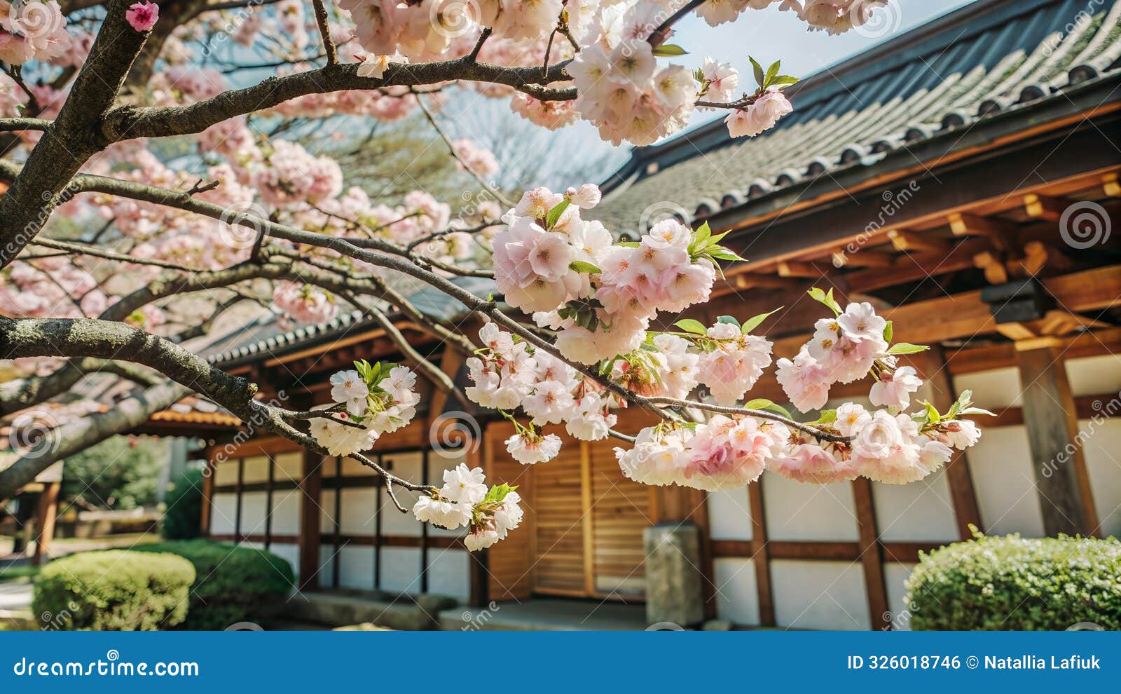 Sakura Tree in Full Bloom in Front of Traditional Asian Buildings Stock ...