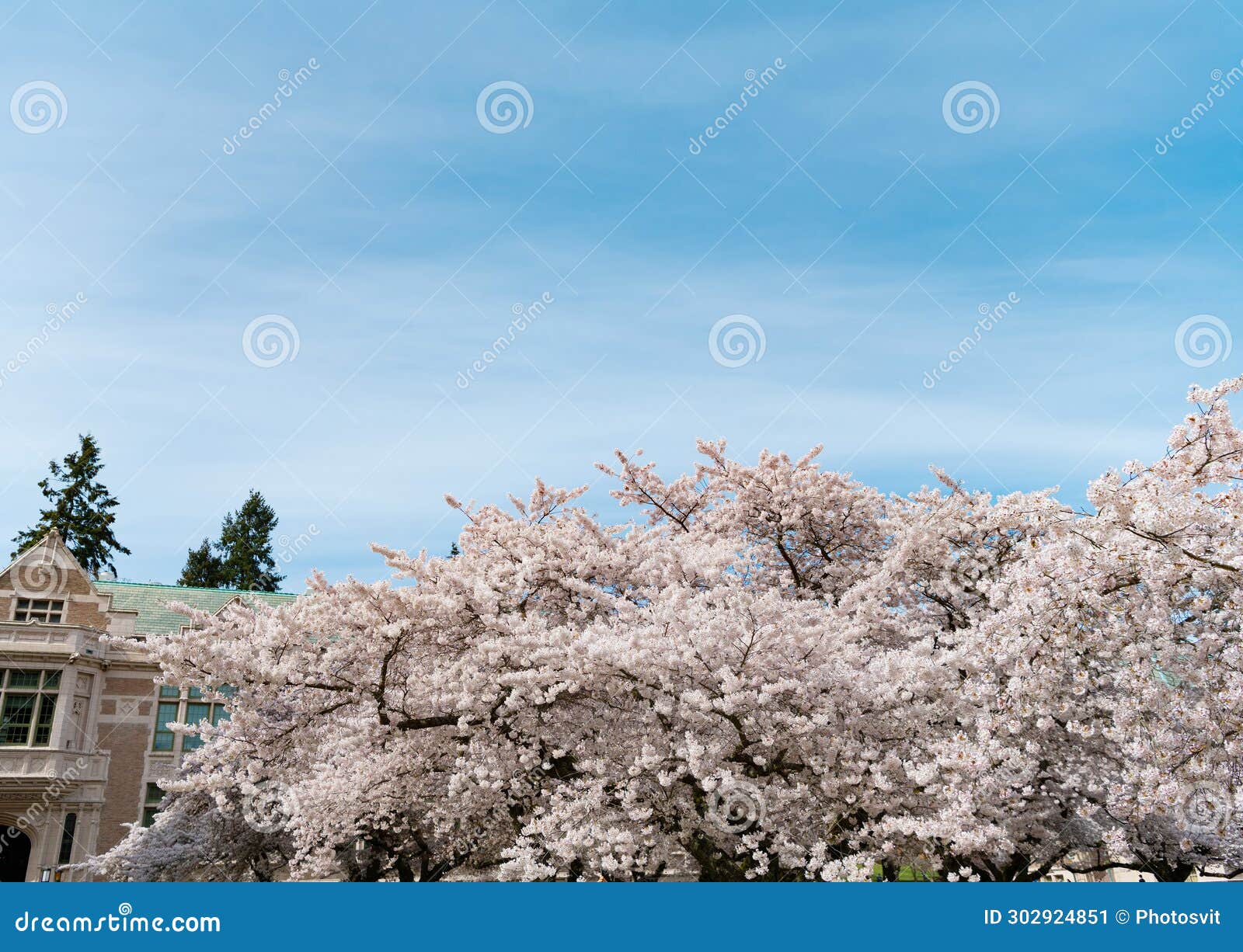 Sakura Tree in Full Blossom Near Building on Blue Sky Background with ...