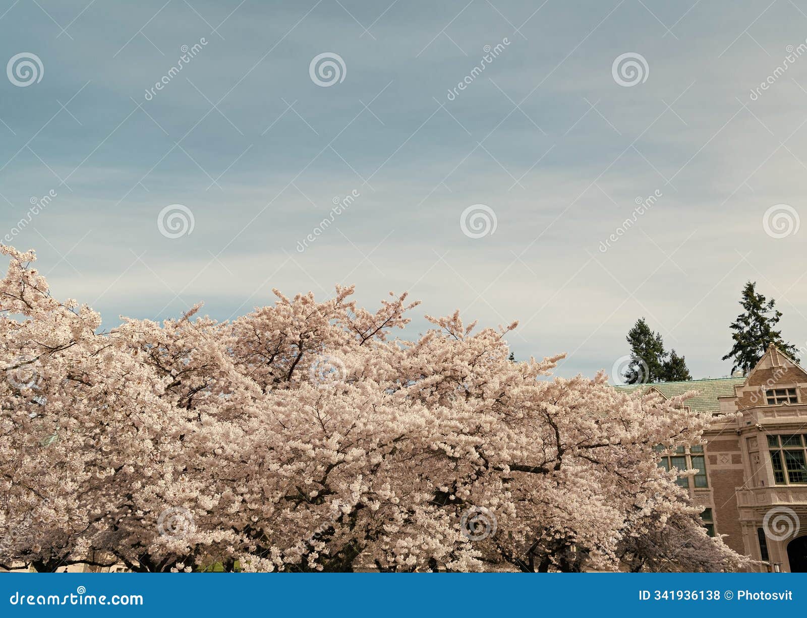 Sakura Tree in Full Blossom Near Building on Blue Sky Background with ...
