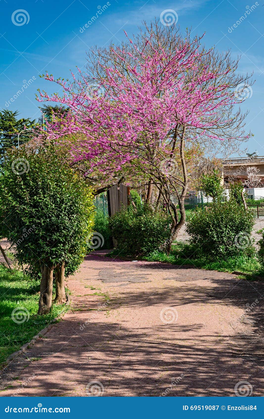 The sakura tree stock image. Image of blossom, path, bloom - 69519087