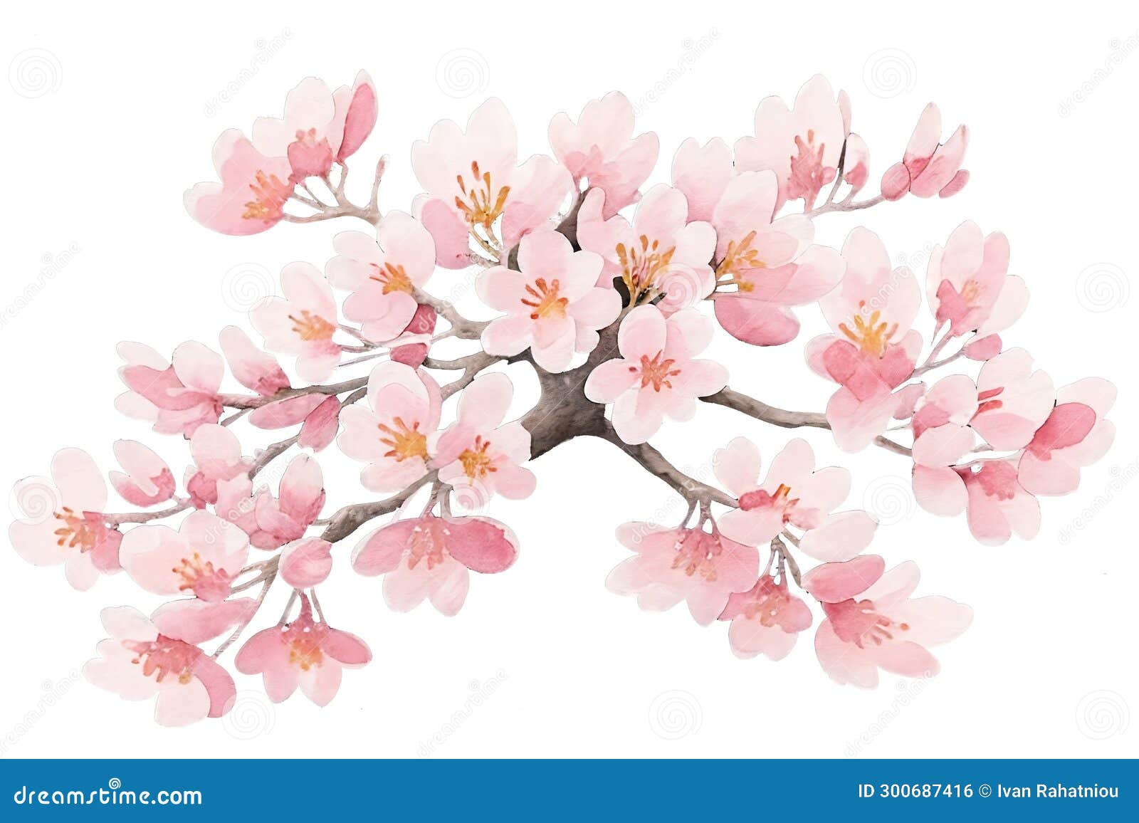 Sakura Tree Isolated Watercolor Illustration with Alpha Channel Stock ...