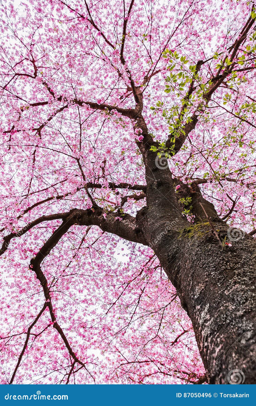 Sakura tree stock photo. Image of fresh, japanese, floral - 87050496