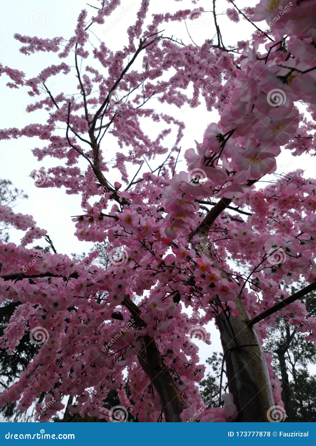 Sakura Tree Japanese View stock photo. Image of asian - 173777878